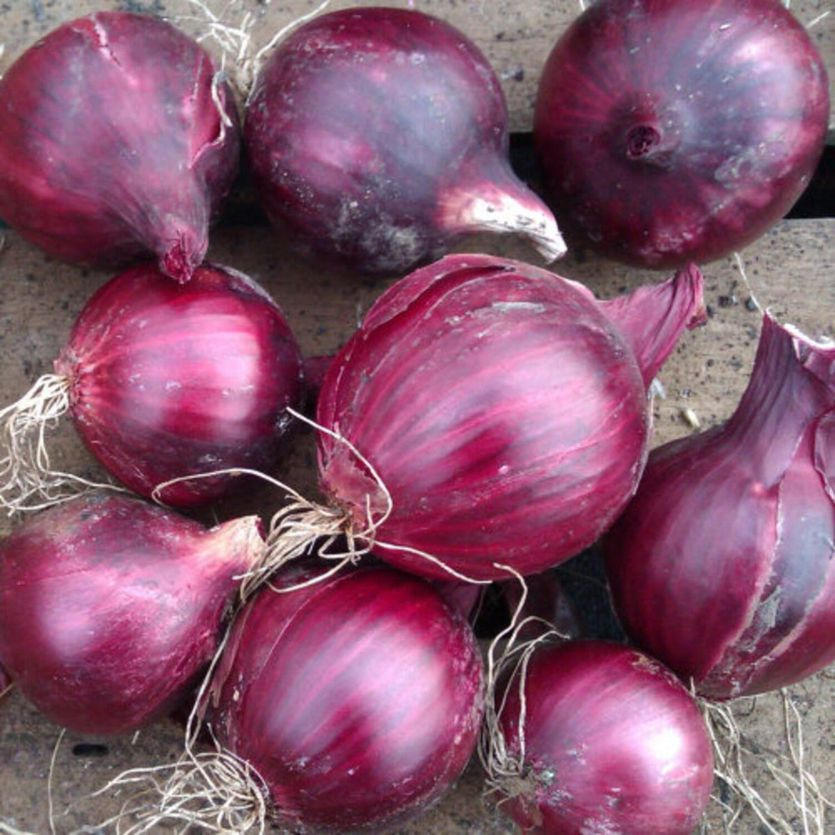30+ Seeds Red Baron Onion Seeds - Perfect for Planting and Gifting ...