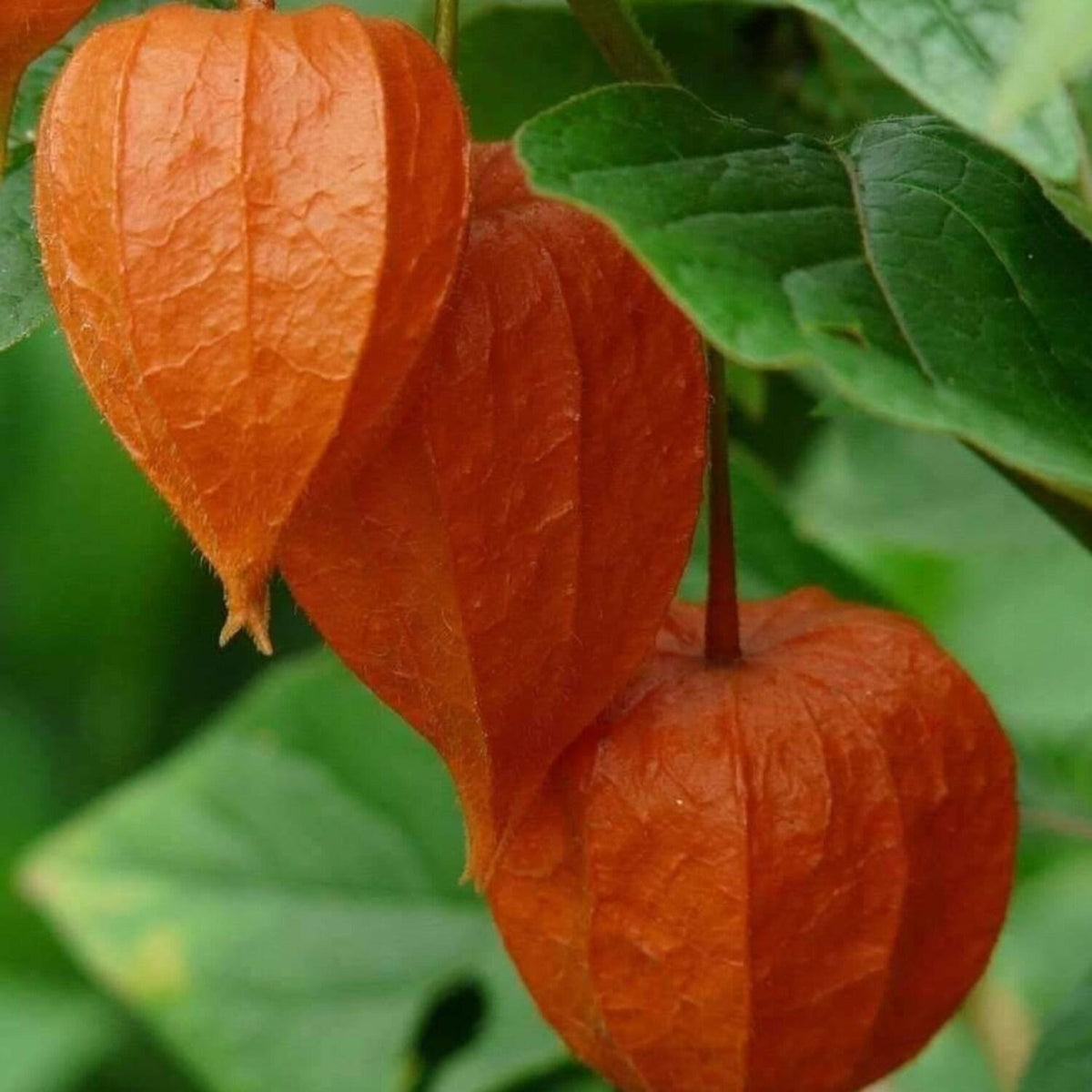 50+ Seeds Lantern Seeds Zone - Perfect for Planting and Gifting – Seeds ...