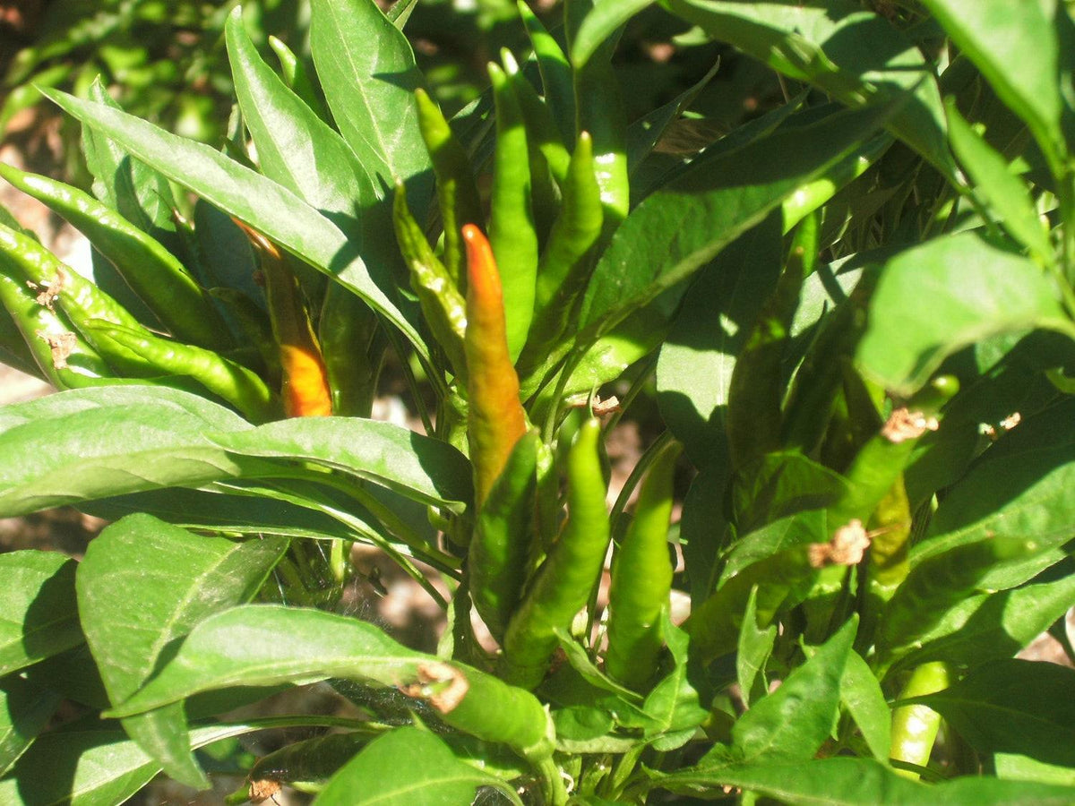 Thai Dragon Pepper Seeds 35+ Seeds - Perfect for Planting and Gifting ...