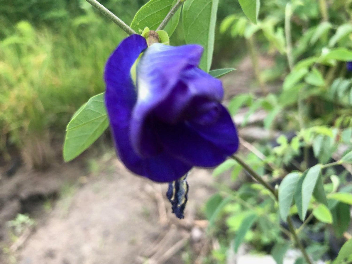 Blue Butterfly Pea Vine (clitoria Ternatea) 35+ Seeds - Perfect for Pl ...