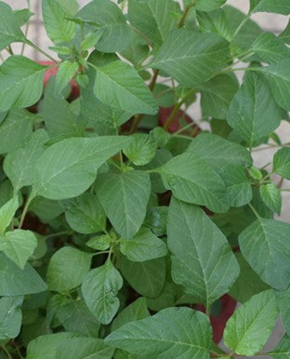 50+ Seeds Arai Keerai Amaranth Dubio Seeds - Perfect for Planting and ...