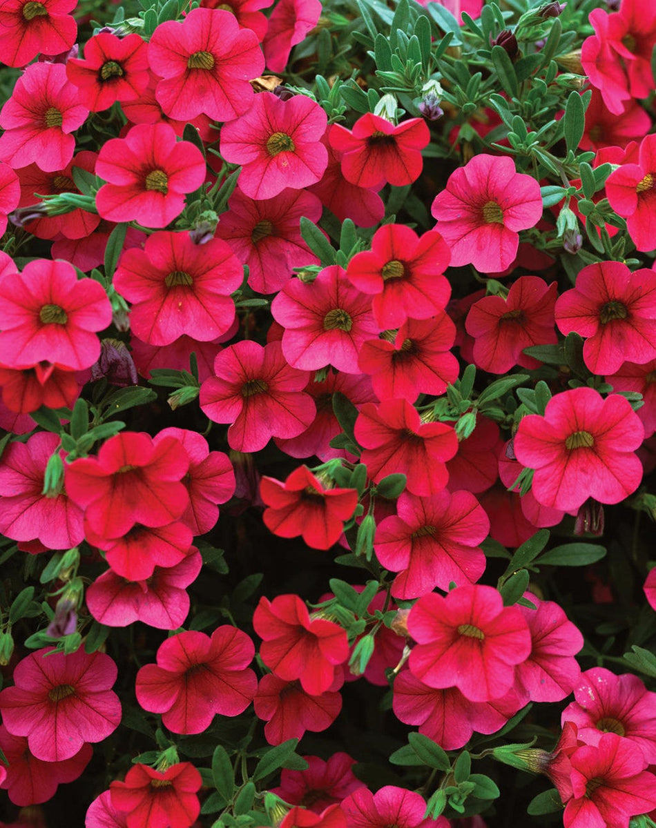 Red Million Bells Dark Pink Cherry Calibrachoa, Pellets (35+ Seeds ...