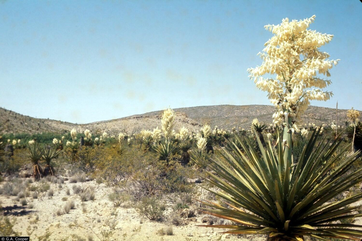 Rare Exotic Giant Dagger Yucca 35+ Seeds - Perfect for Planting and Gi ...