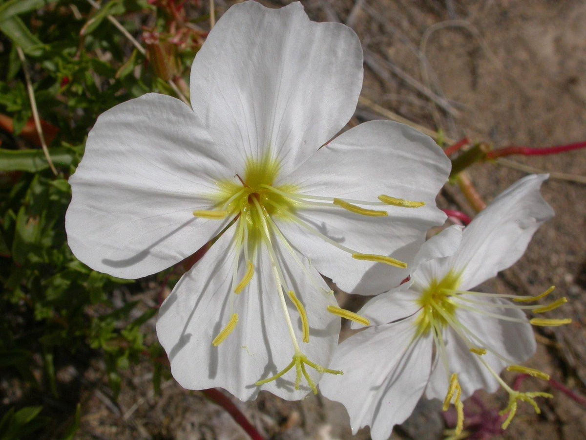Oenothera Pallida Pale Evening Primrose Seed 75+ Seeds For Entire Orde ...