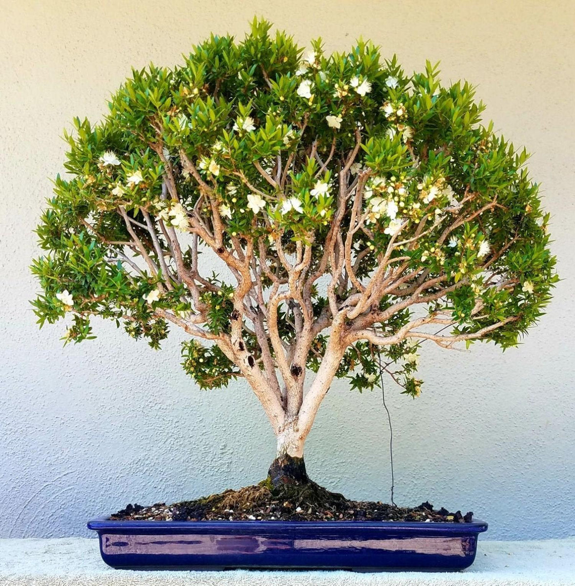 Dwarf Myrtle Bonsai Myrtus Communis Compacta Houseplant Seeds Tropical ...