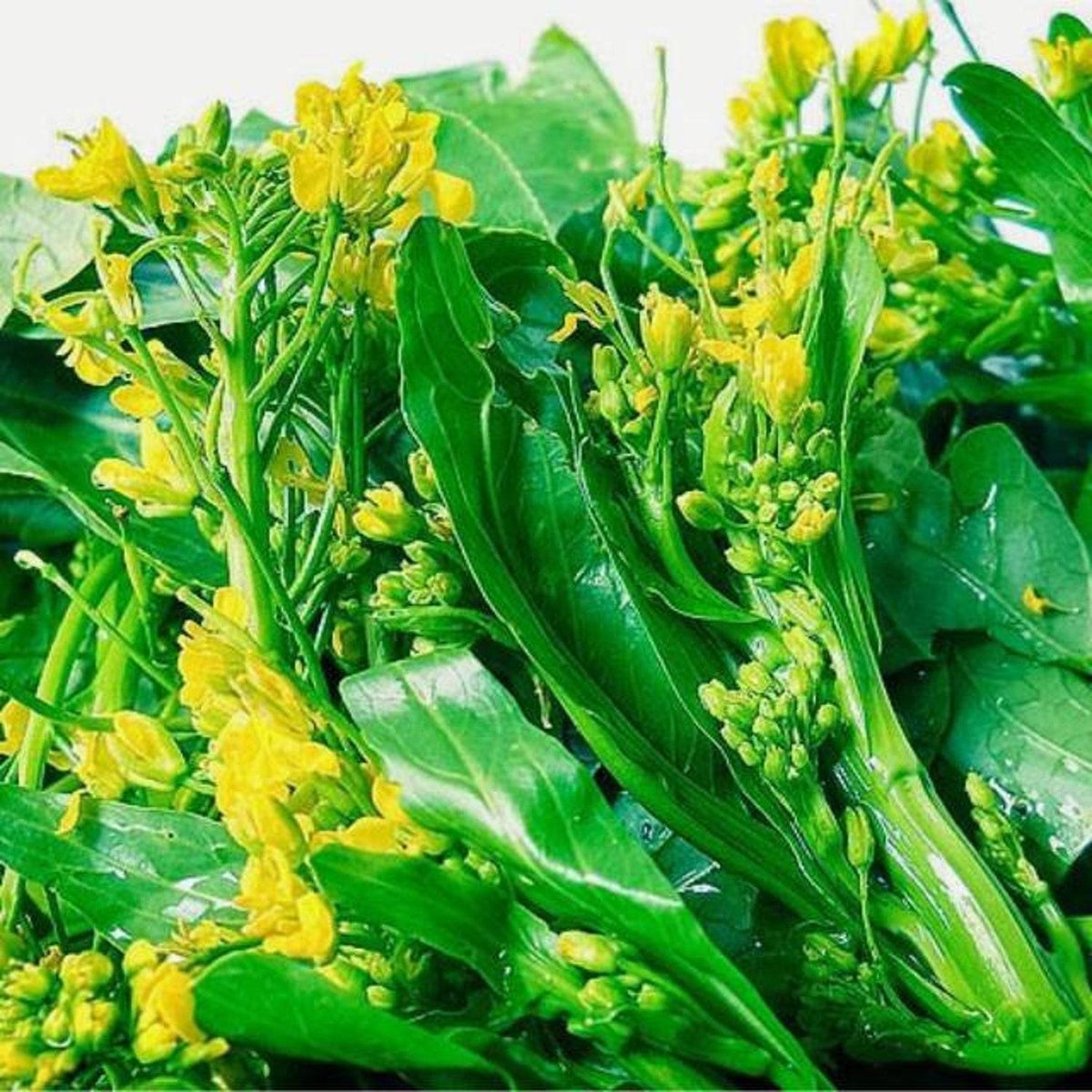 100+ Seeds Choy Sum Seed Choi Sum Cai Xin Flowering Cabbage Seed - Per ...