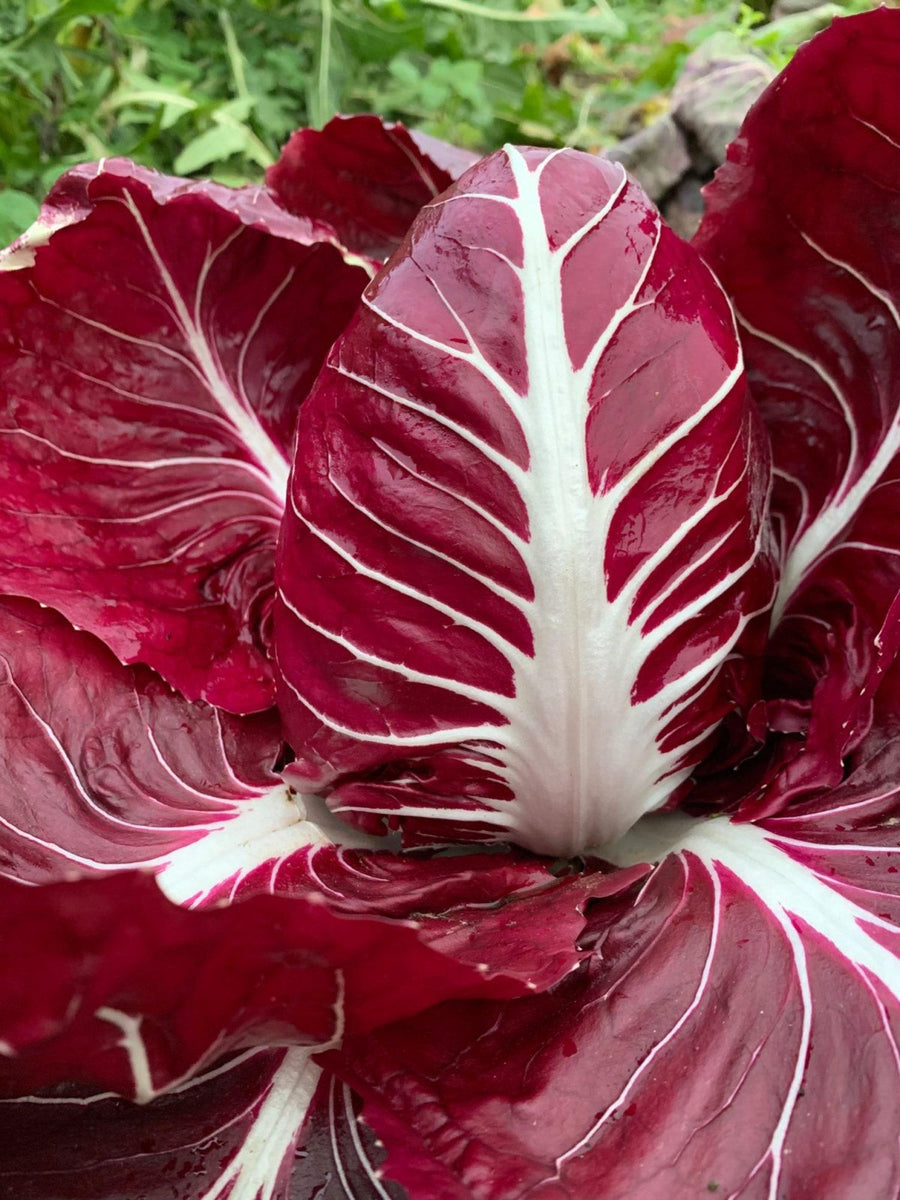 Radicchio Rossa Di Verona Seeds 30+ Seeds - Perfect for Planting and G ...