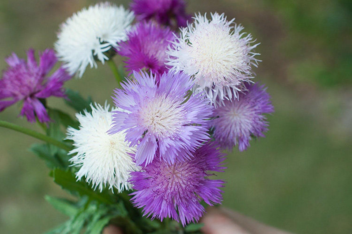 Sweet Sultan Imperialis Mix Aurea Moschata 100+ Seeds Annual Flower Se ...