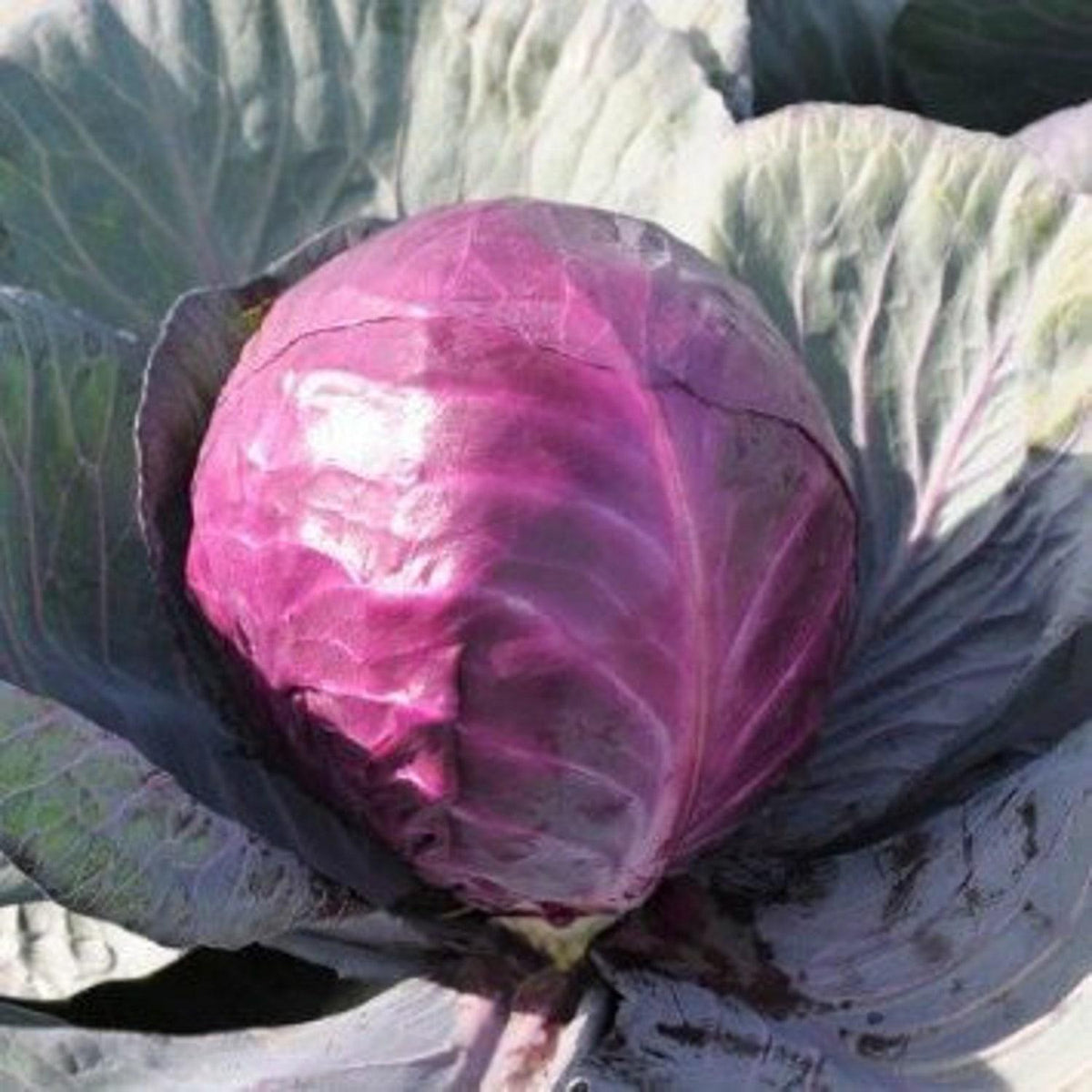 Italian Red Cabbage Cabeza Negra Red Cabbage , Italian , Open Pollinat ...