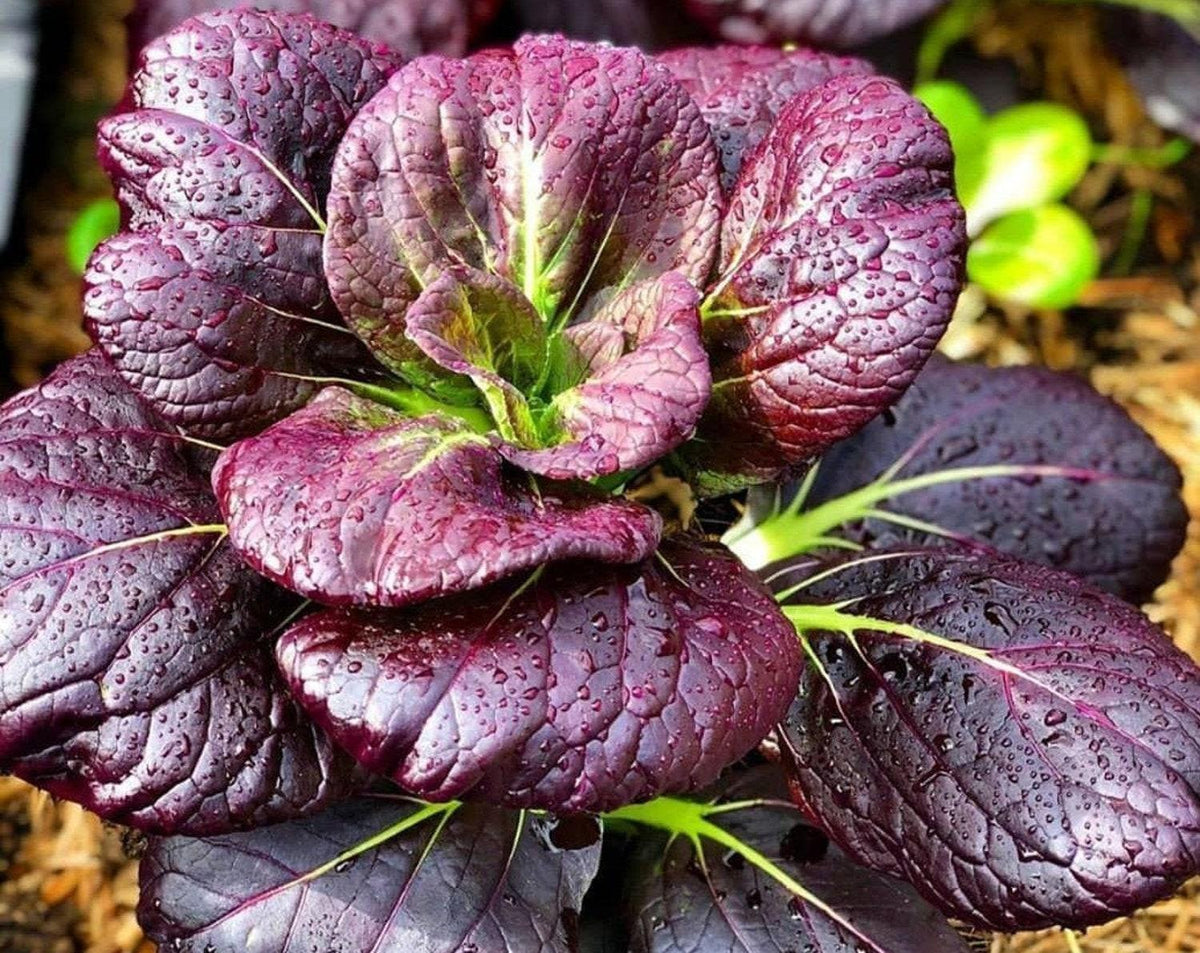 Purple Lady Bok Choy Seeds Pak Choi Purple Leaves Green Stem Pok Choy ...