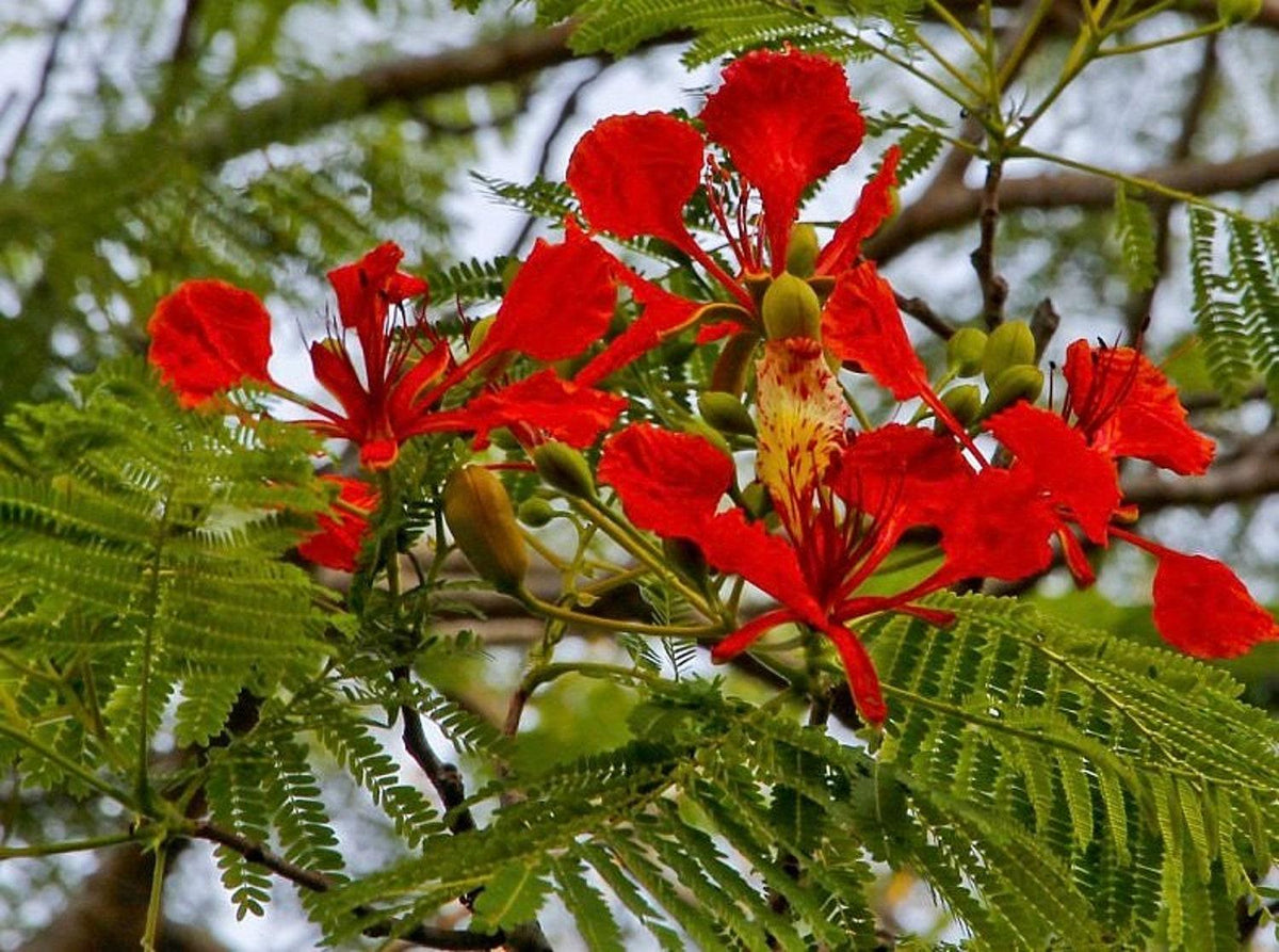 African Flame Tree Flamboyan 35+ Seeds Organic Seeds Delonix Regia - P ...