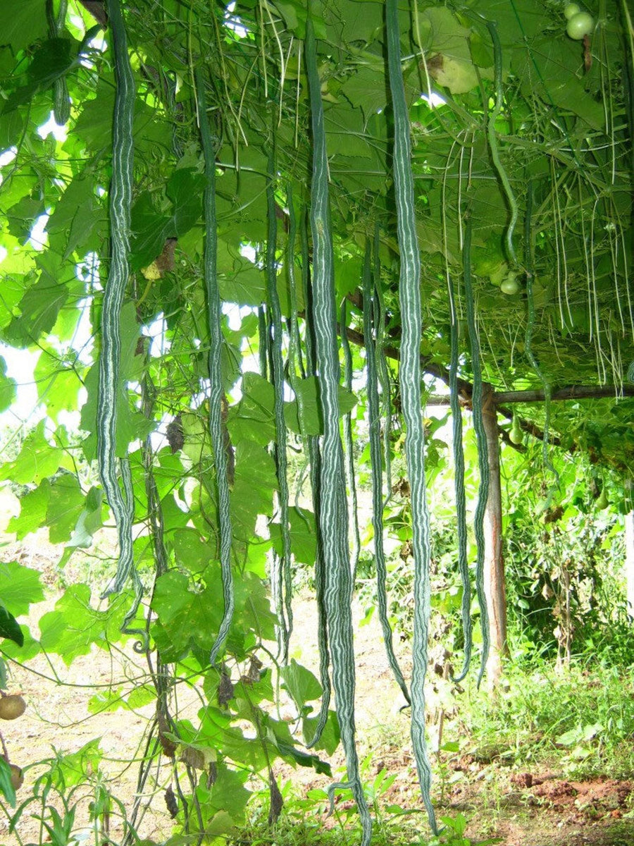 50+ Seeds Snake Gourd Seed Thai Long Snake Gourd Seed (nakee) Seeds ...