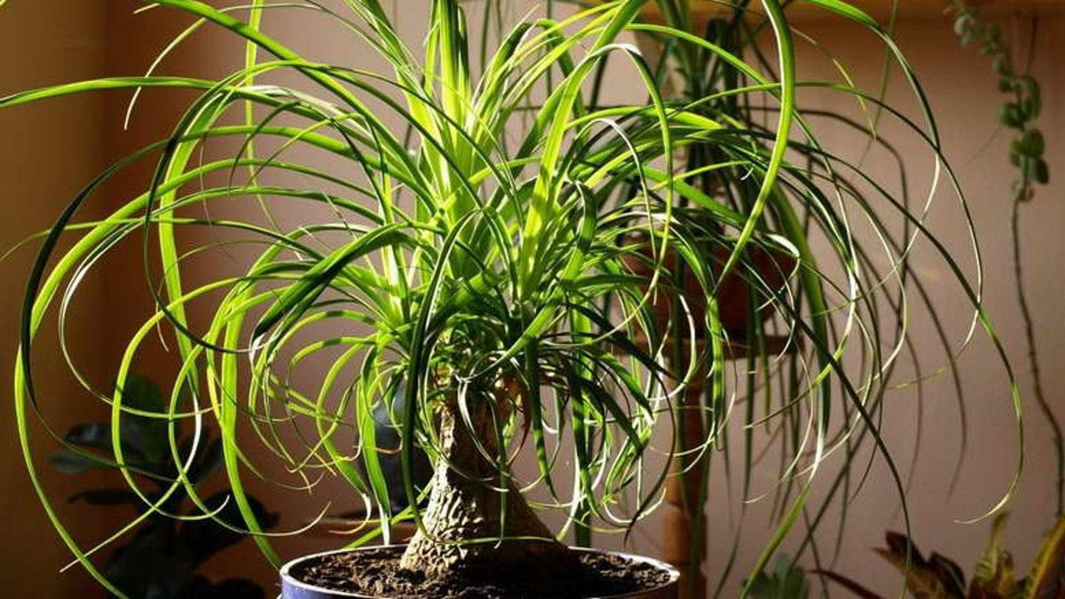 50+ Seeds Bottle Tree Seeds Elephants Foot Ponytail Palm Seeds Nolina ...