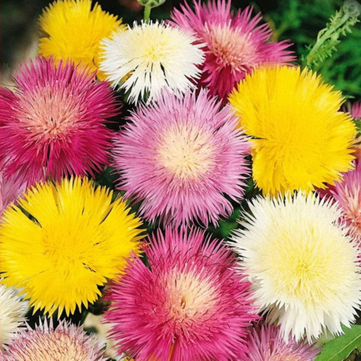 Sweet Sultan Imperial Mix Seeds Annual Flowering For Planting 100+ See ...