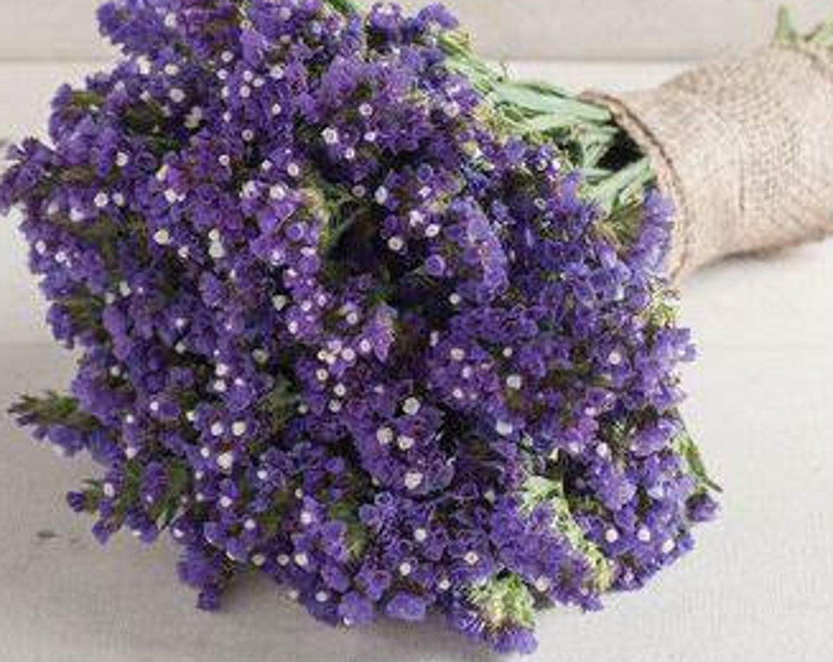 30+ Seeds Deep Blue Statice, Limonium Sinuatum - Perfect for Planting ...