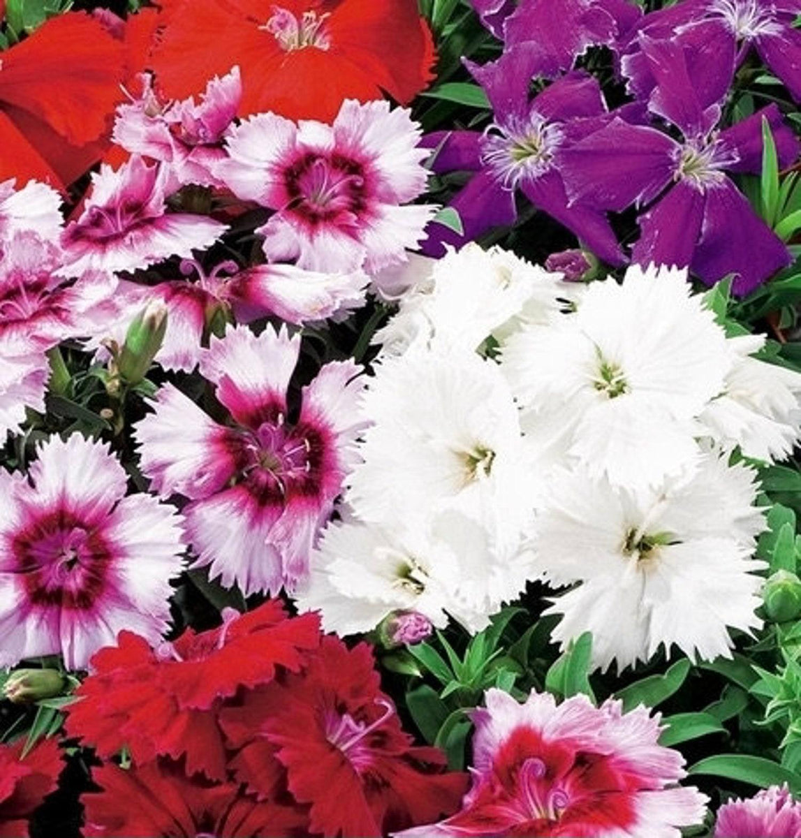 Carnation Rainbow Pink Flowers Blend Seeds 100+ Seeds Dianthus Chinens ...
