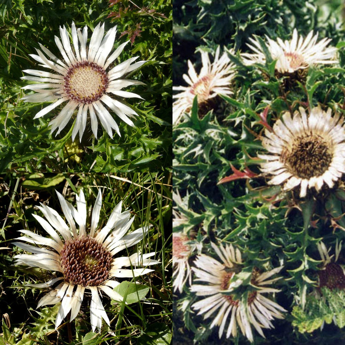 Seeds For Planting, Carlina Acaulis Simplex Seeds, Smooth Carlina, See ...