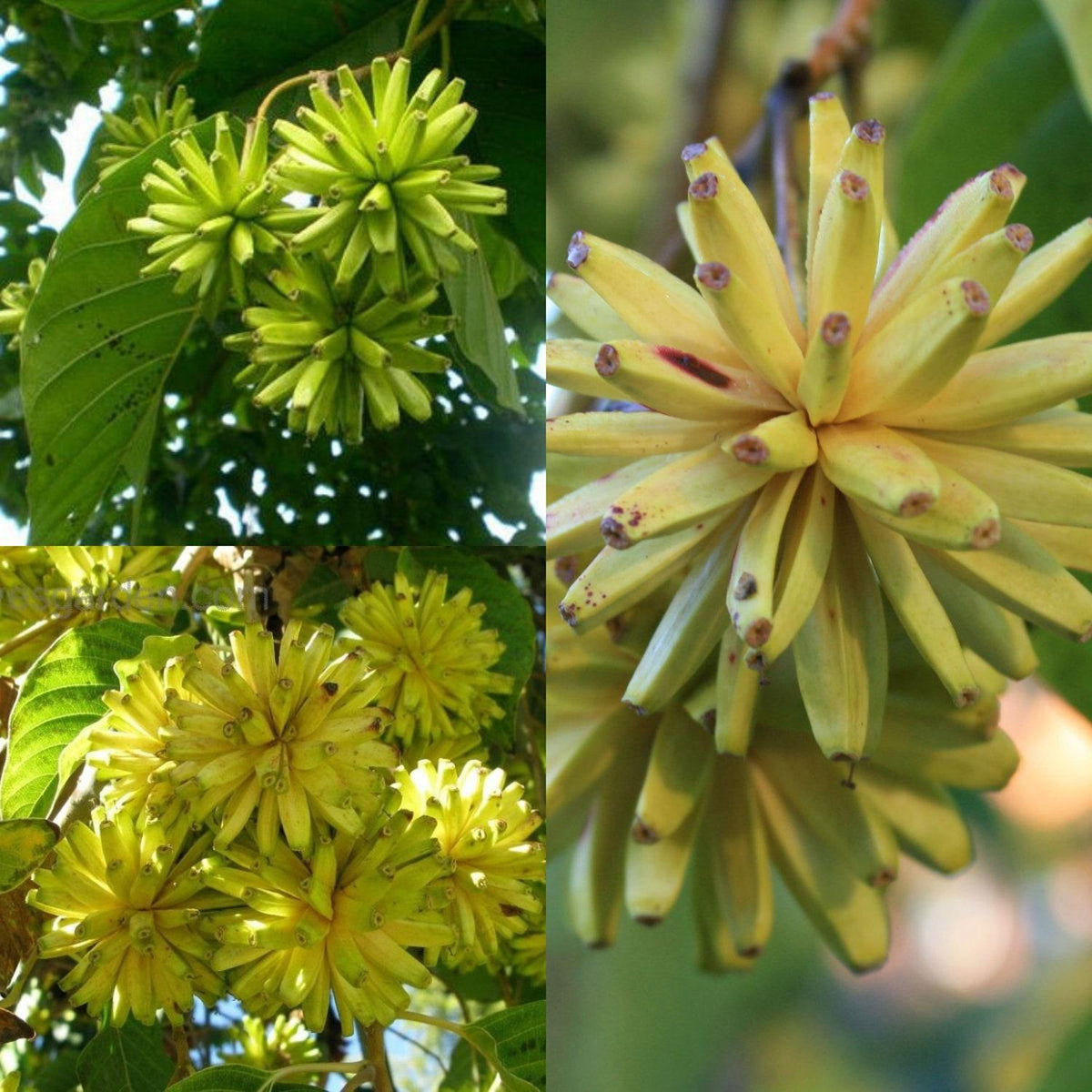 50+ Seeds For Planting, Camptotheca Acuminata Seeds, Camptotheca, Happ ...