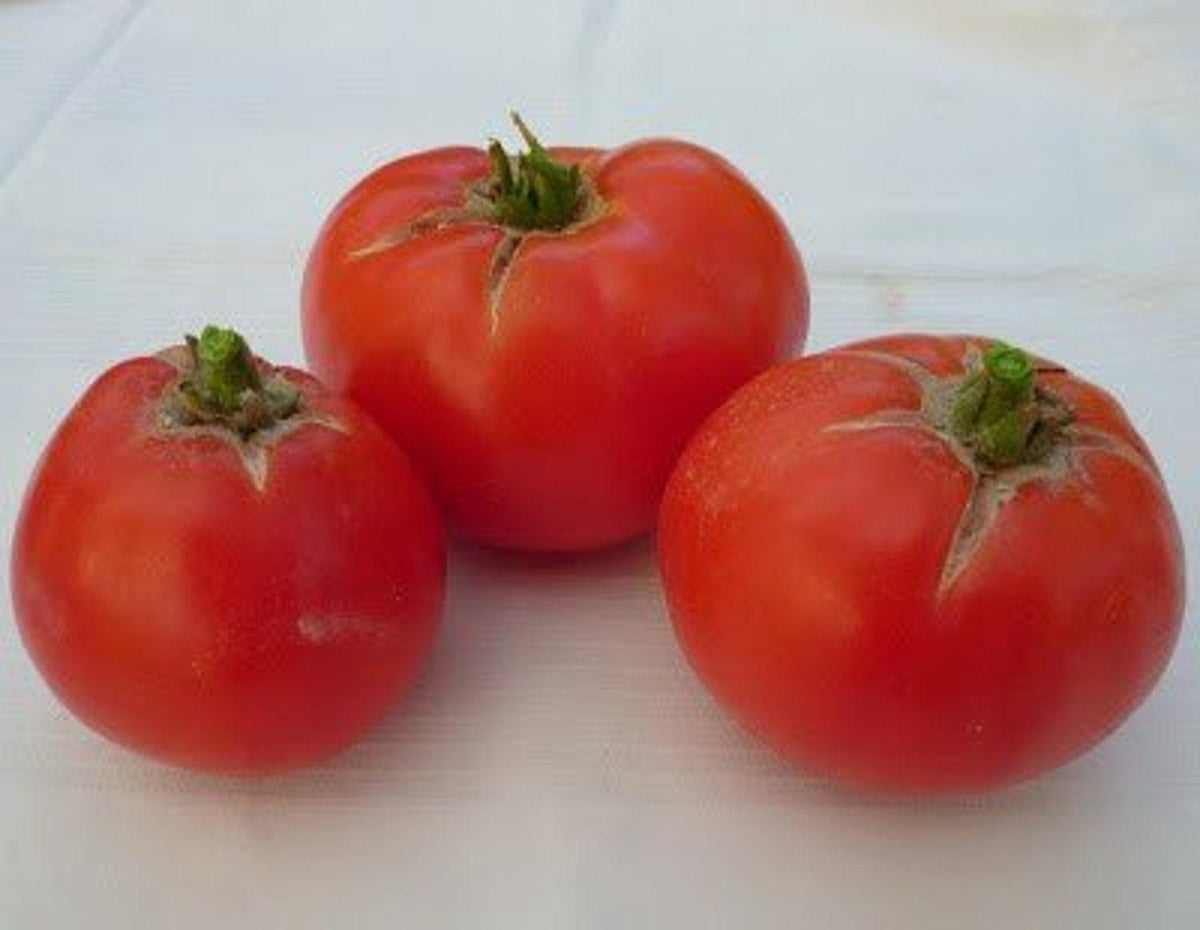 100+ Seeds Ghittia Tomato Seeds Rare Romanian Seeds - Perfect for Plan ...