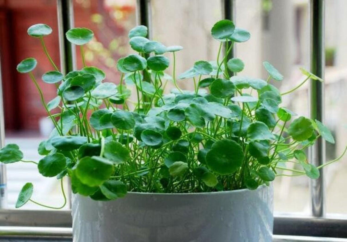 Money Plant Copper Coin Plant Lucky Plant Seeds C100+ Seeds - Perfect ...