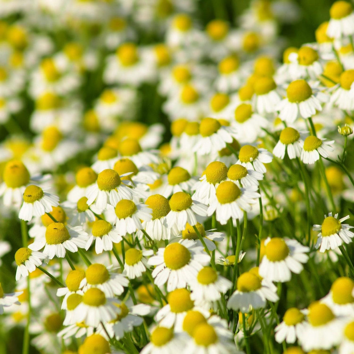 German Chamomile Seeds Matricaria Recutita Bee Friendly, Camomile 100 ...