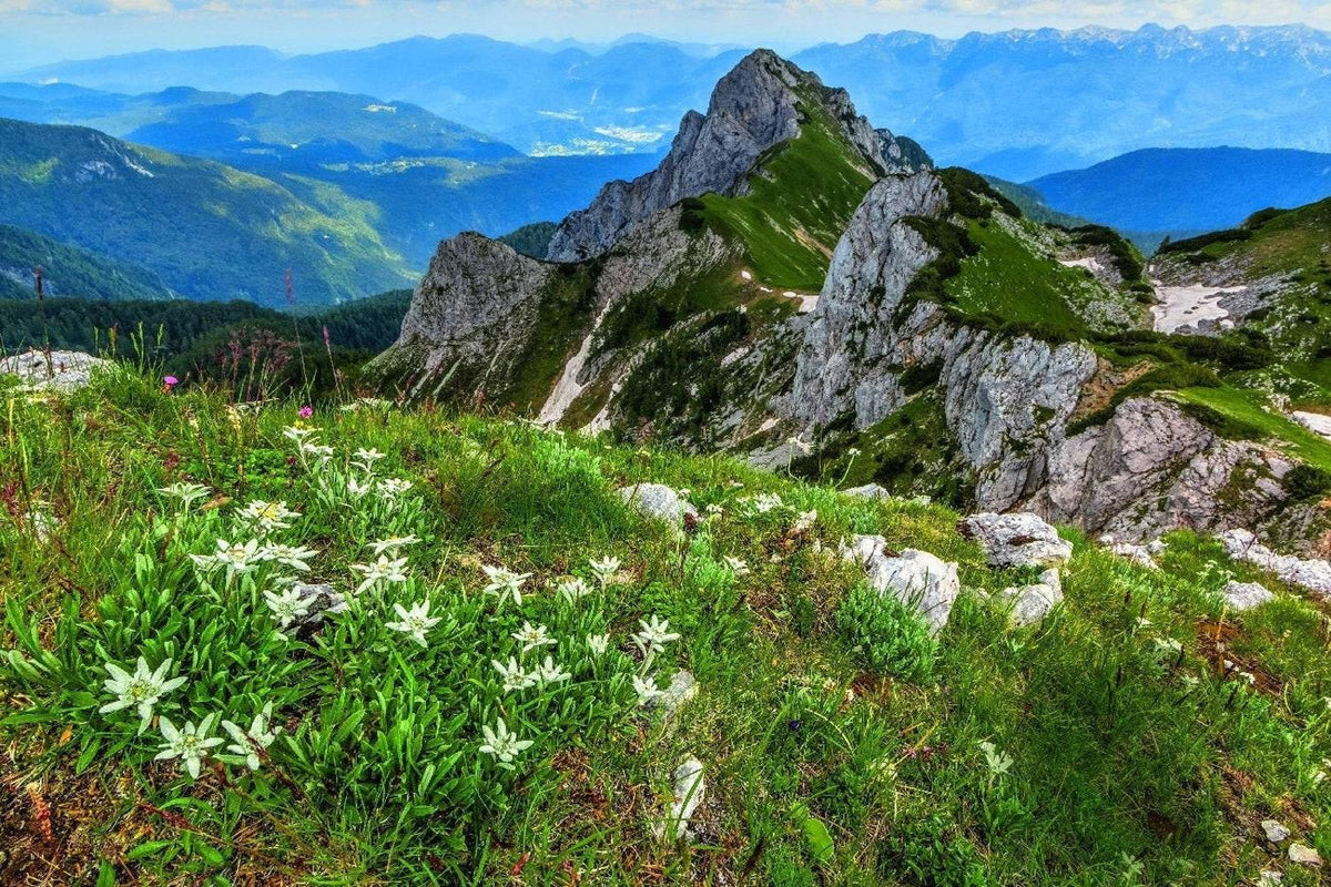 Alpine Edelweiss 50+ Seeds, - Perfect for Planting and Gifting – Seeds ...