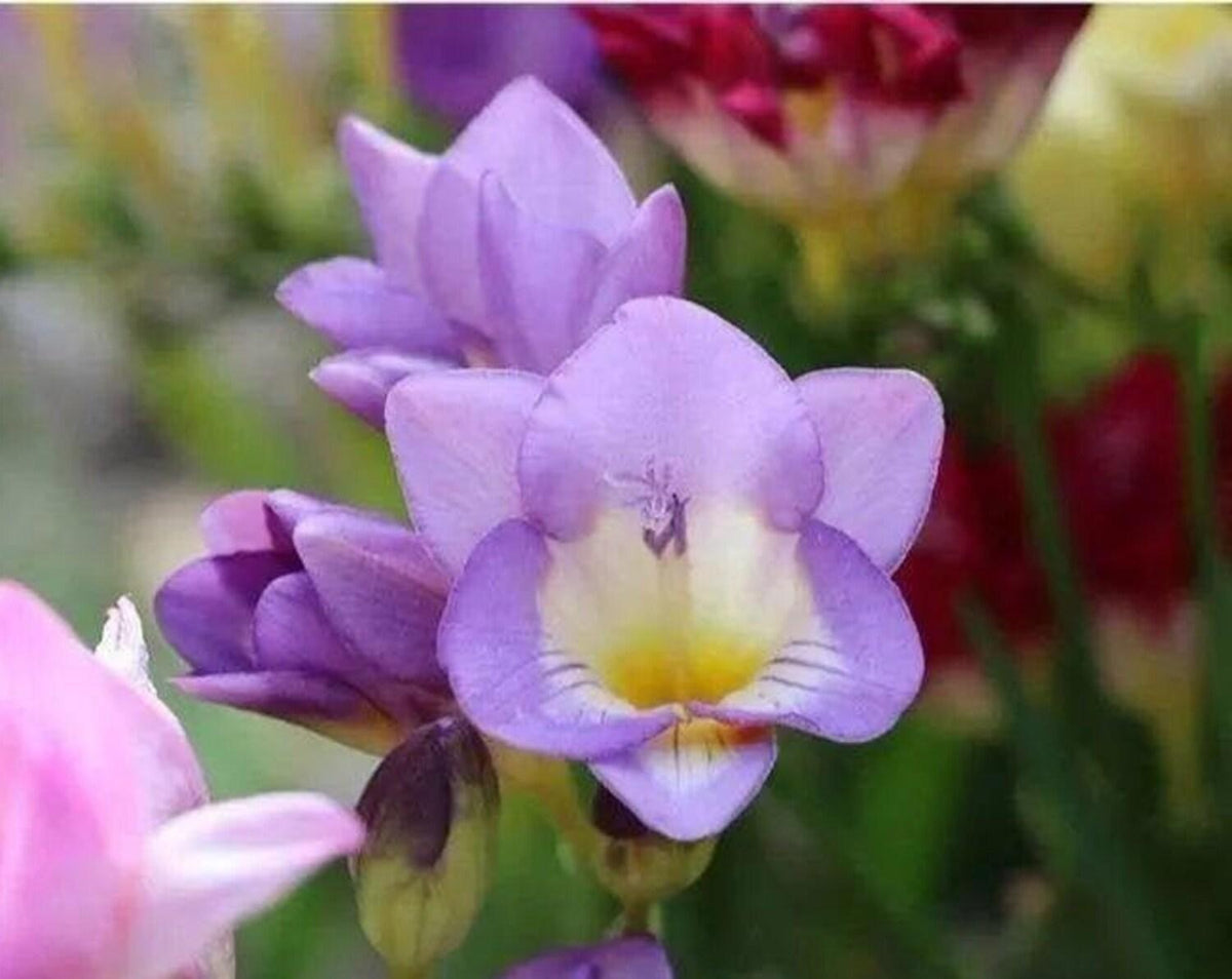 Purple Sia F100+ Seeds - Perfect for Planting and Gifting – Seeds World ...