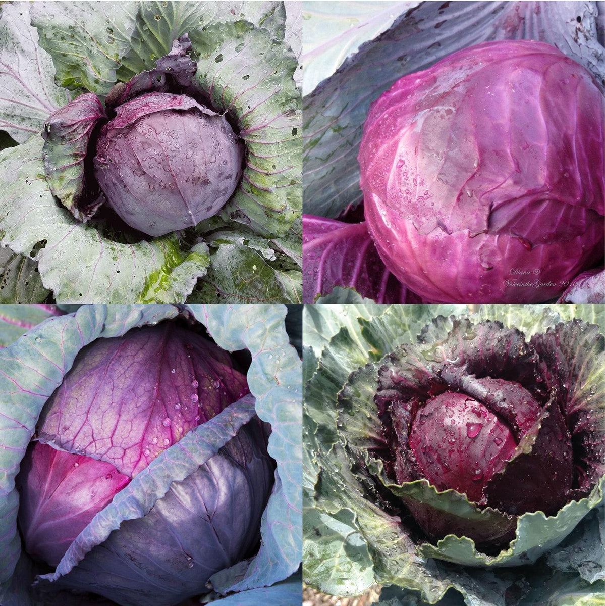 Cabbage Red Acre Red Cabbage (brassica Oleracea Gourmet) 35+ Seeds See ...