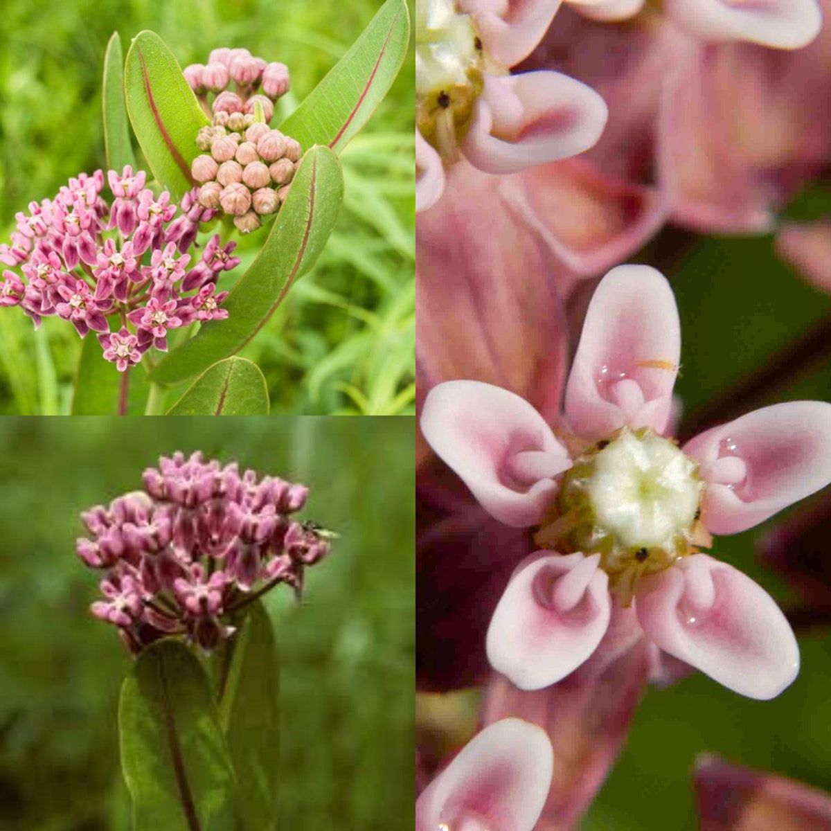 50+ Seeds For Planting, Asclepias Sullivantii Seeds, Prairie Milkweed ...