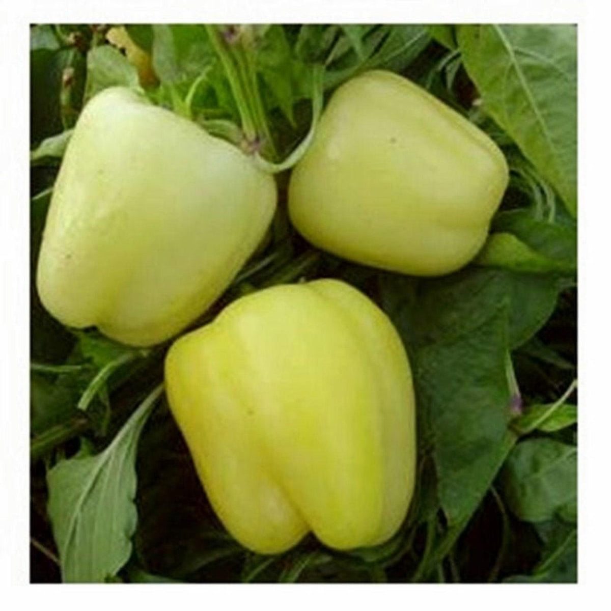 50+ Seeds Rare Romanian Sweet Paprika Seeds Karola - Perfect for Plant ...