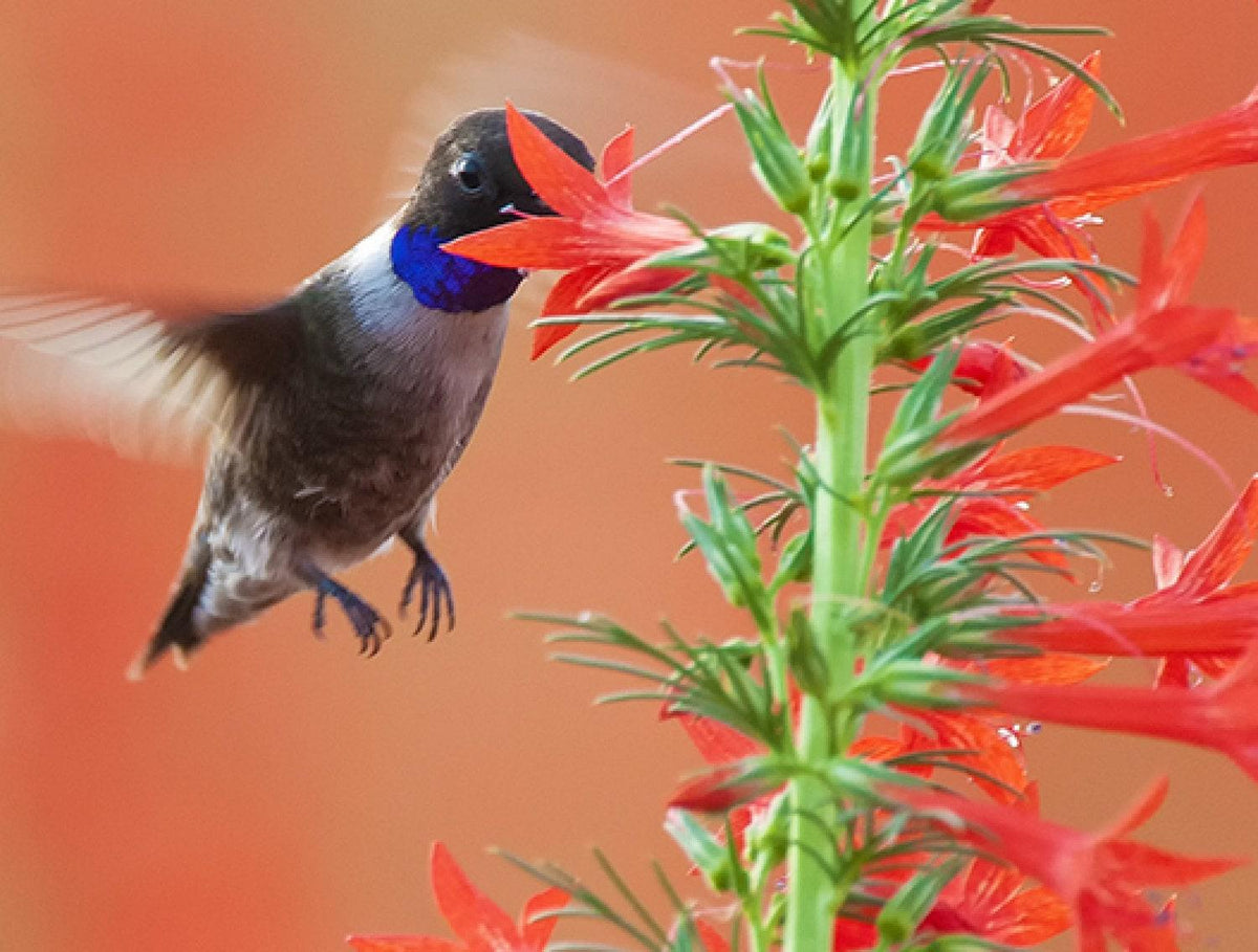 Hummingbird Blend Wildflower Mix Ws Fall Planting 100+ Seeds (code ...