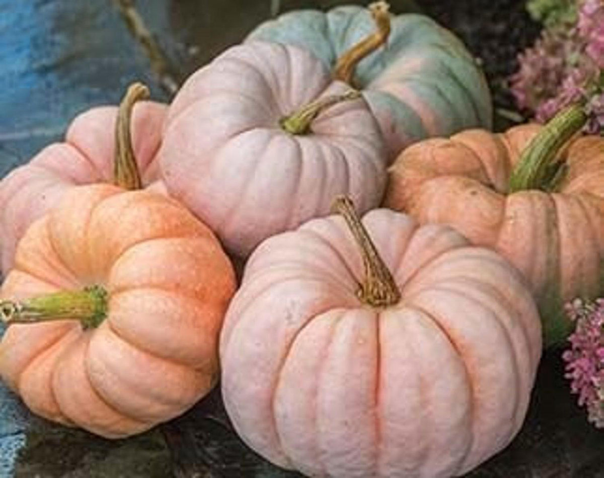 50+ Seeds Porcelain Doll Pumpkin Seeds, Rare Pumpkin Seeds, Fall Harve ...