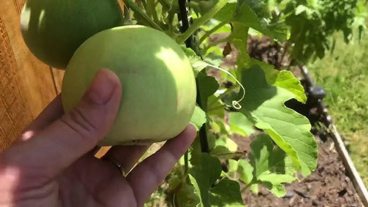 35+ Seeds Sakata S Sweet Tiny Melon, Edible Skin, Cucumis Melo, Japane ...