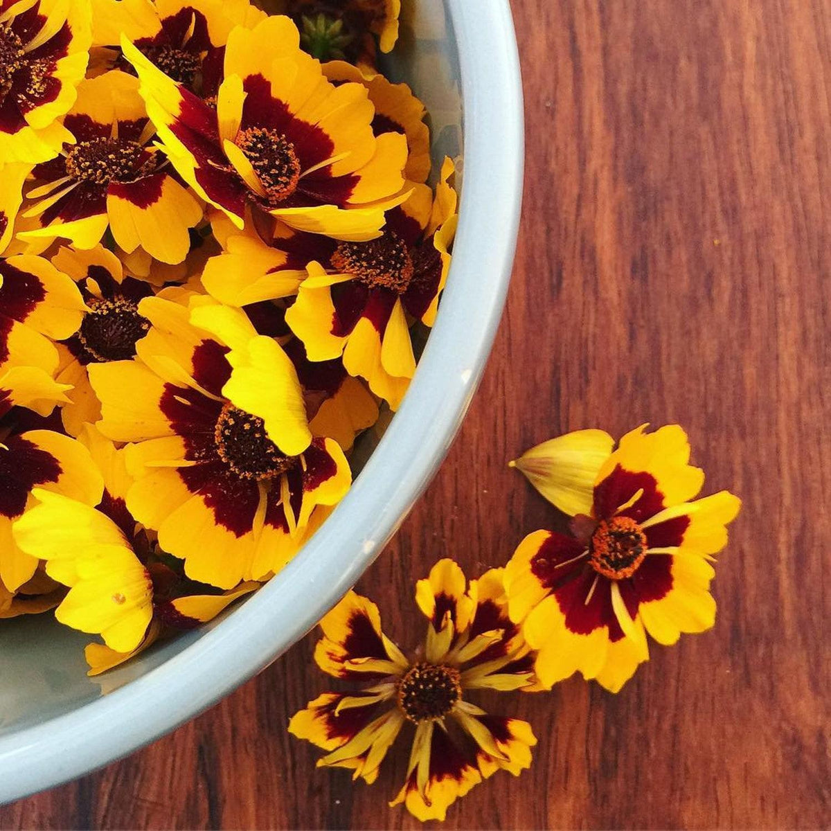 50+ Seeds Coreopsis Seeds Dwarf Coreopsis Seeds Tickseed Calliopsis An ...