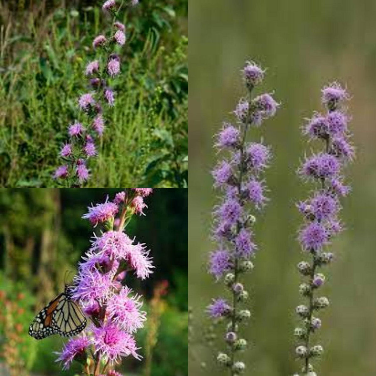 Seeds For Planting, Liatris Aspera Seeds, Button Blazing Star, Seeds W ...