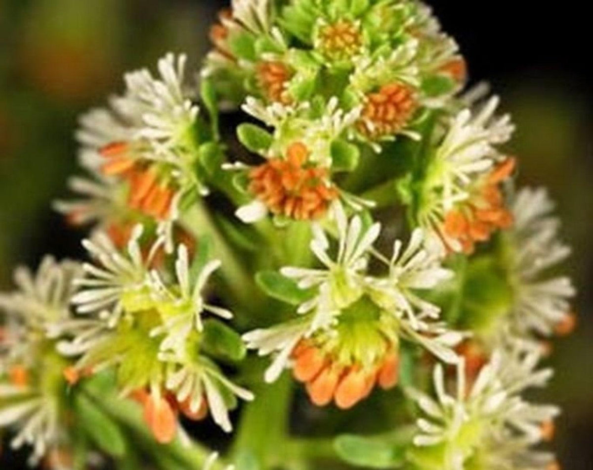 100+ Seeds Sweetly Sed Reseda Odorata Grandiflora, Migette - Perfect f ...