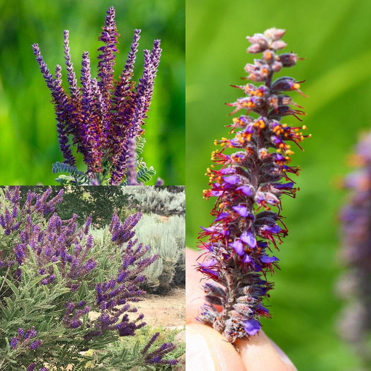 50+ Seeds For Planting, Amorpha Canescens Seeds, Leadplant, Downy Indi ...