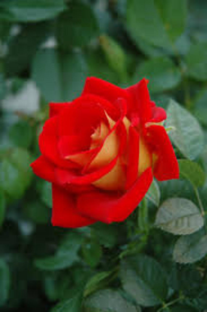 Rare Seed Ketchup Mustard Rose Bush 100+ Seeds Get Seeds - Perfect for ...