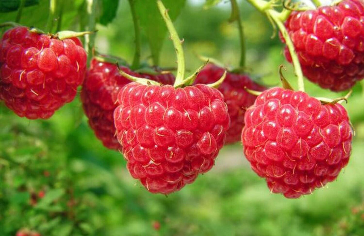 Red Raspberry Seeds T100+ Seeds - Perfect for Planting and Gifting ...