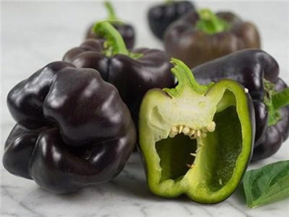 50+ Seeds Midnight Dream Pepper Seeds - Perfect for Planting and Gifti ...