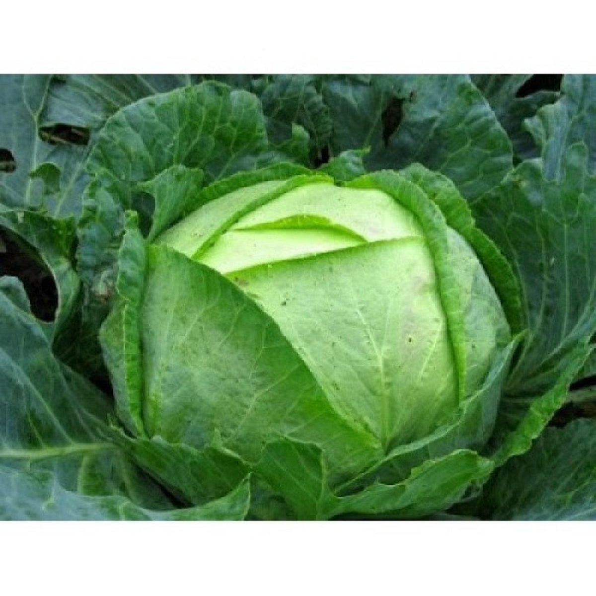 50+ Seeds Rare Cabbage Seeds For Planting De Buzau - Perfect for Plant ...