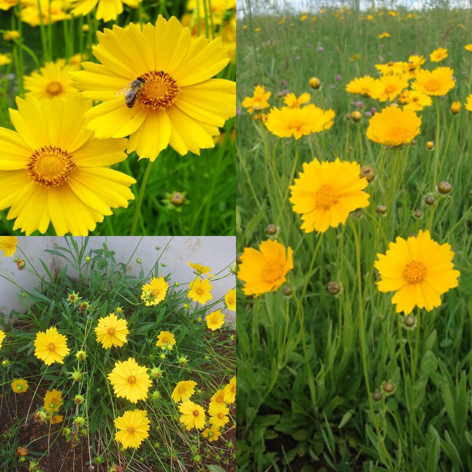 50+ Seeds For Planting, Coreopsis Lanceolata Seeds, Lance Leaved Coreo ...