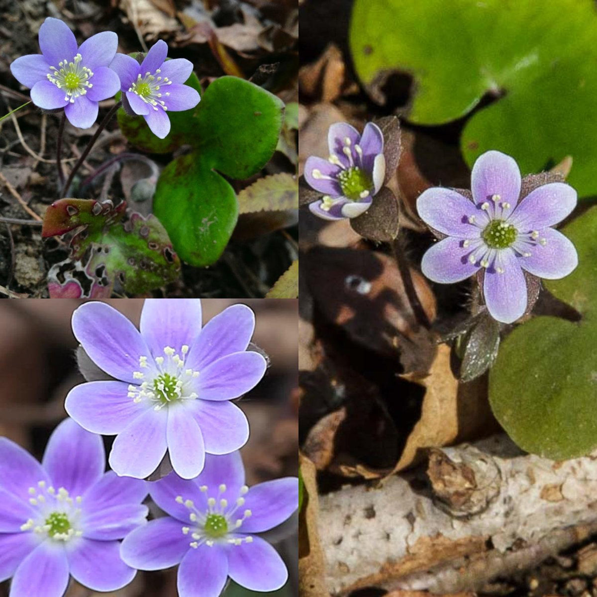 50+ Seeds For Planting, Hepatica Americana Seeds, Round Lobed Hepatica ...
