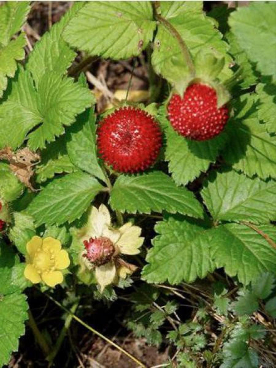 35+ Seeds Duchesnea Indica, Strawberry Of Duchesne, Strawberry Of Indi ...
