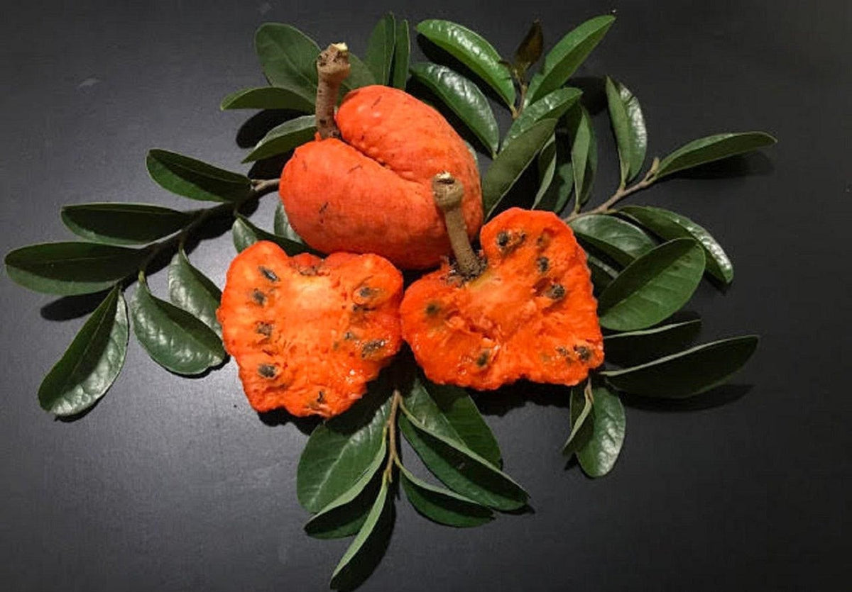 Ana Spinescens Very Rare Orange Ana Red Cherimoya 35+ Seeds - Perfect ...