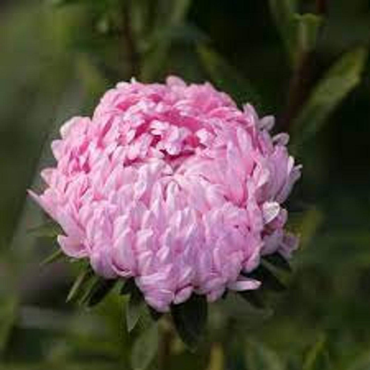 Aster Tower Salmon Flower Seed 35+ Seeds - Perfect for Planting and Gi ...