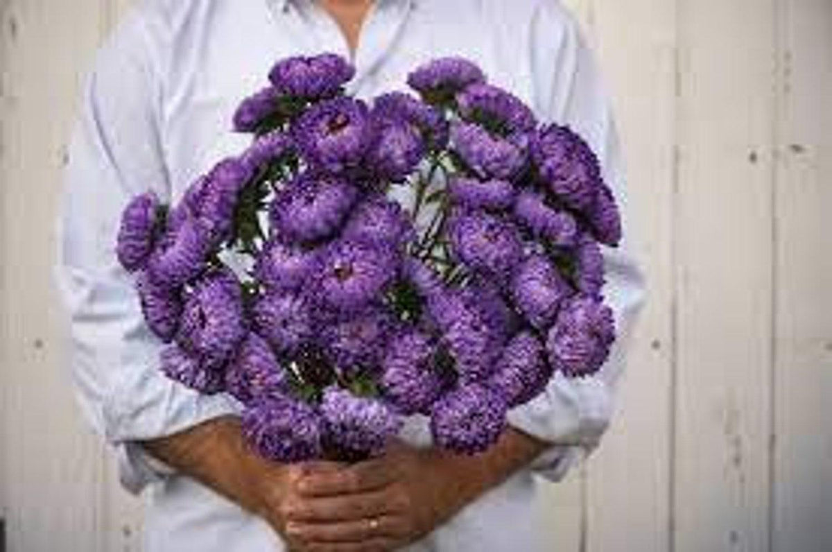 Aster Tower Blue Flower Seed 50+ Seeds - Perfect for Planting and Gift ...