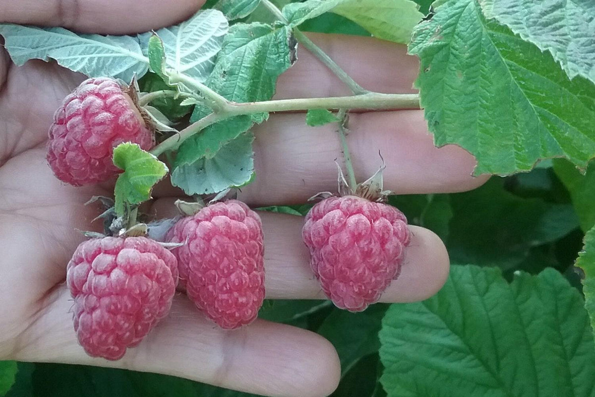 35+ Seeds Rosanna Italy Red Raspberry Bare Seeds Plant Organic - Perfe ...