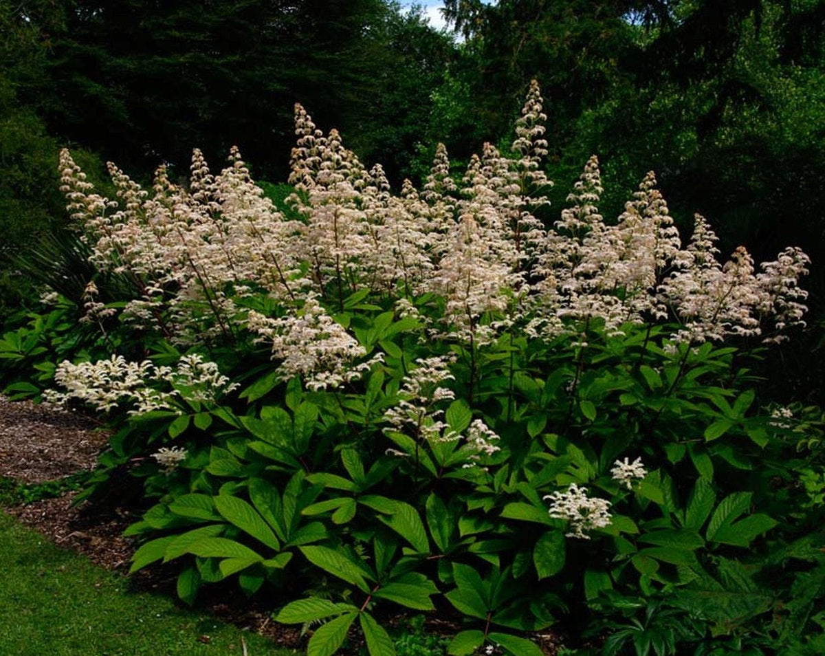 Rodgersia Aeusculifolia 35+ Seeds - Perfect for Planting and Gifting ...