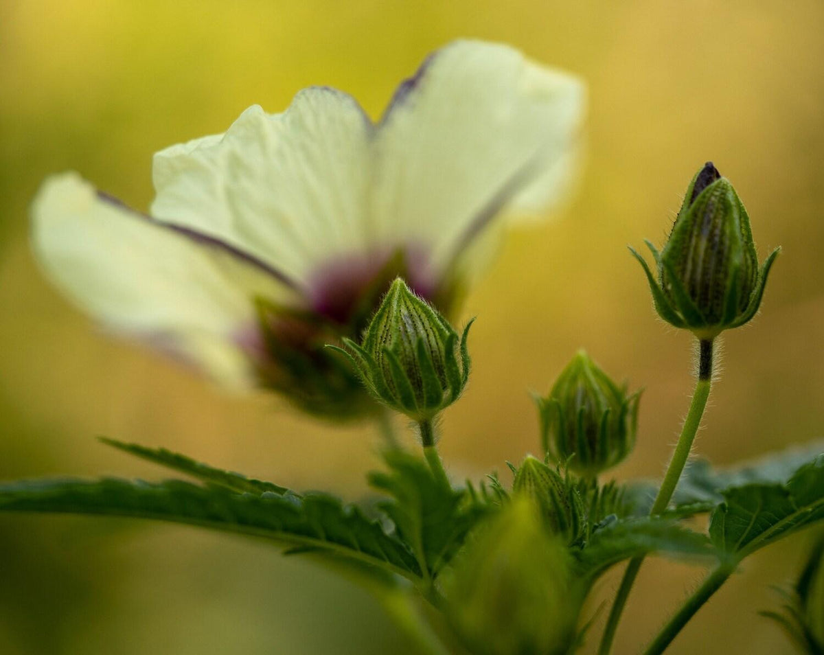 Kenaf (hibiscus Cannabinus) Seeds ( 50+ Seeds ) , , Open Pollinated Se ...